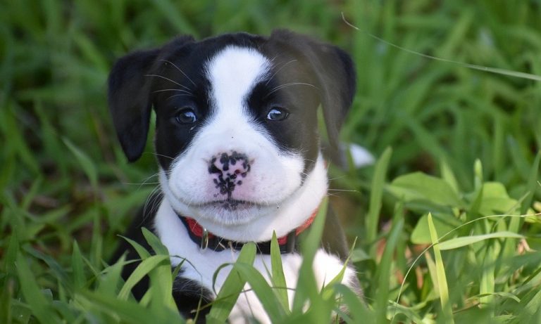 100+ Native American Dog Names with Meanings – Pet Guide Reviews