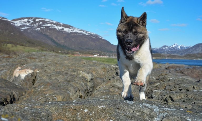 100+ Native American Dog Names with Meanings – Pet Guide Reviews