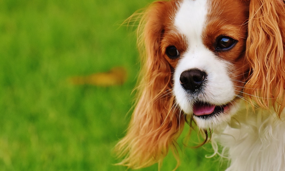 Disney Dog Names Based On Disney Characters Pet Guide Reviews