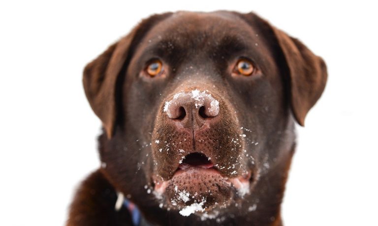 300+ Labrador Dog Names: The Ultimate List! – Pet Guide Reviews