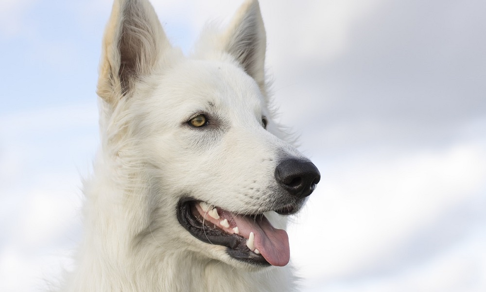 White Dog Names 150 Updated Amazing List Pet Guide Reviews