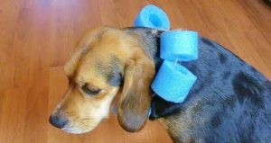 How to Make a Dog Cone Collar? A Step-by-Step Guide – Pet Guide Reviews
