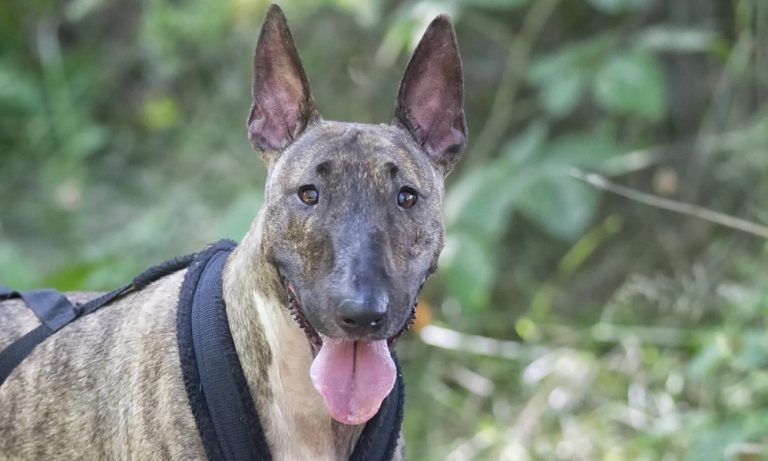 Mexican Dog Names: Most Significant Ideas for Dog Lovers – Pet Guide ...