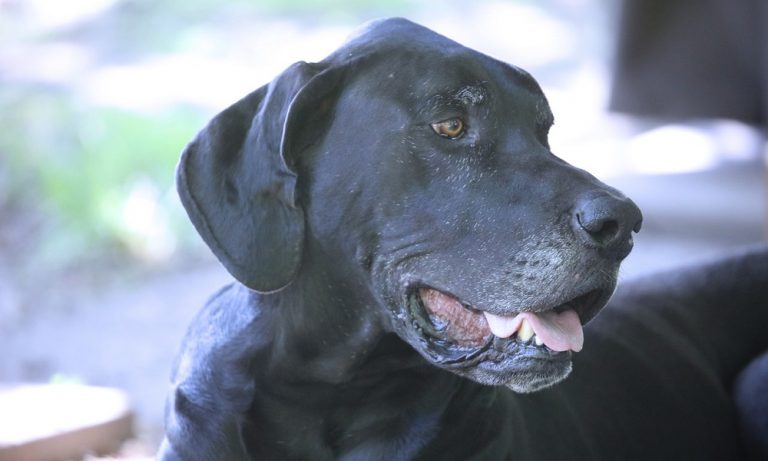 Great Dane Names Inspired by their Personality and More – Pet Guide Reviews