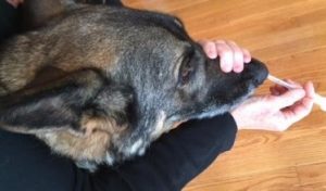 How to Give Dog Nasal Spray – Pet Guide Reviews
