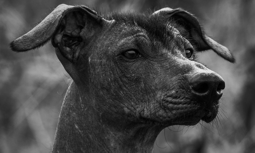 Mexican Dog Names Most Significant Ideas For Dog Lovers Pet Guide