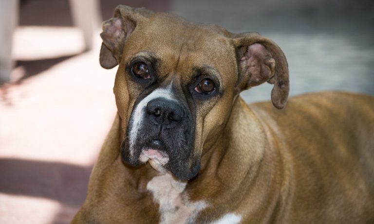 Boxer Dog Names – Great Ideas for Pups – Pet Guide Reviews