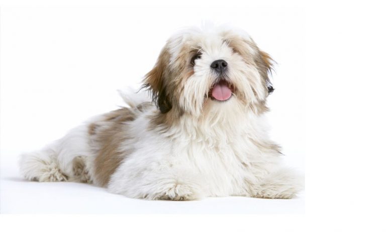 Fluffy Dog Names for Your New Lucky Charm – Pet Guide Reviews
