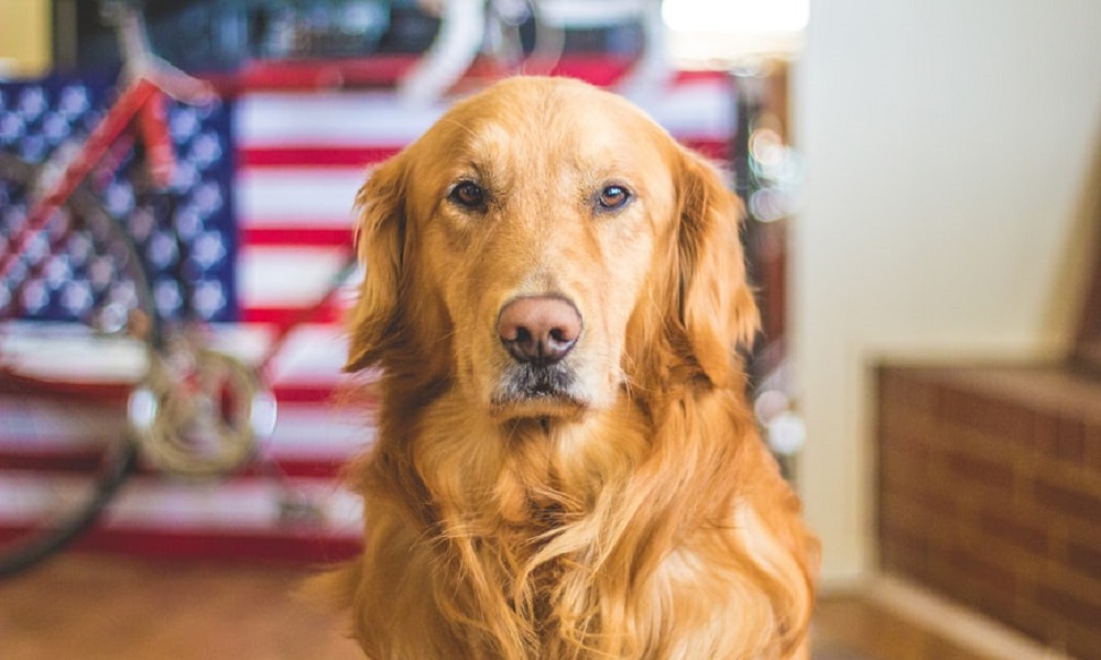 1300 Badass Dog Names For Your New Loving Alpha Dog 1300 Badass Dog Names For Your New Loving Alpha Dog