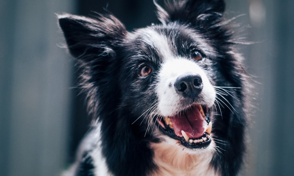 Badass Dog Names For Your New Loving Alpha Dog Pet Guide Reviews Badass Dog Names For Your New Loving Alpha Dog Pet Guide Reviews