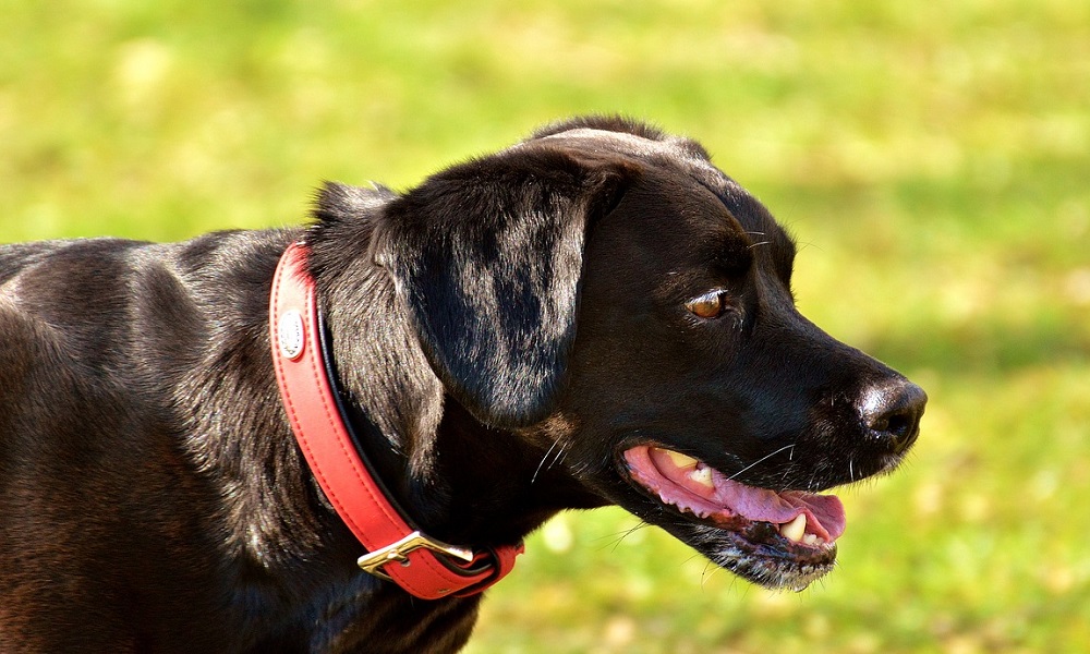 1000 Black Dog Names That Are Unique Brilliant 1000 Black Dog Names That Are Unique Brilliant