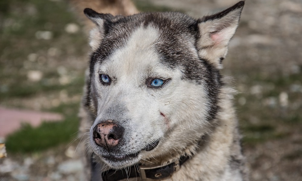 Husky Dog Names Most Popular Famous Male Female More Pet Guide