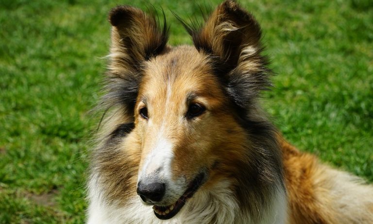 Scottish Dog Names: Meaningful Choices for Your Pup – Pet Guide Reviews