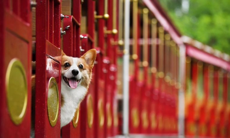 Corgi Names – Wonderful Ideas that You Love – Pet Guide Reviews