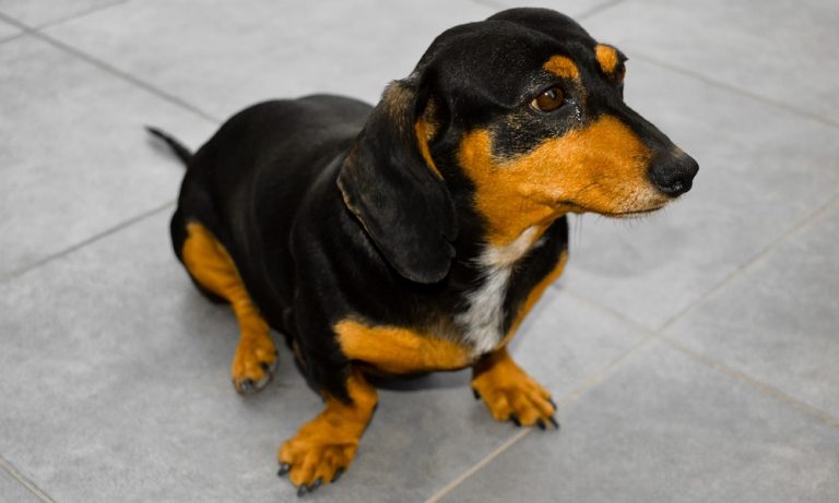 Dachshund Names: Unique & Most Popular Monikers – Pet Guide Reviews