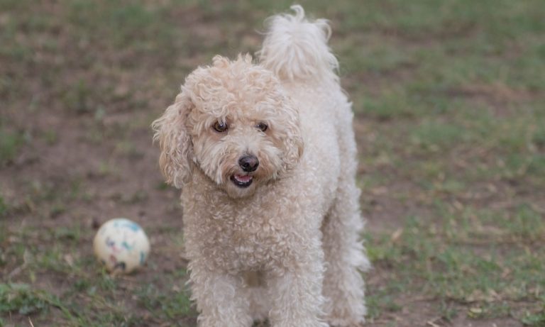 Poodle Names: Unique and Fun Ideas for Your dog – Pet Guide Reviews