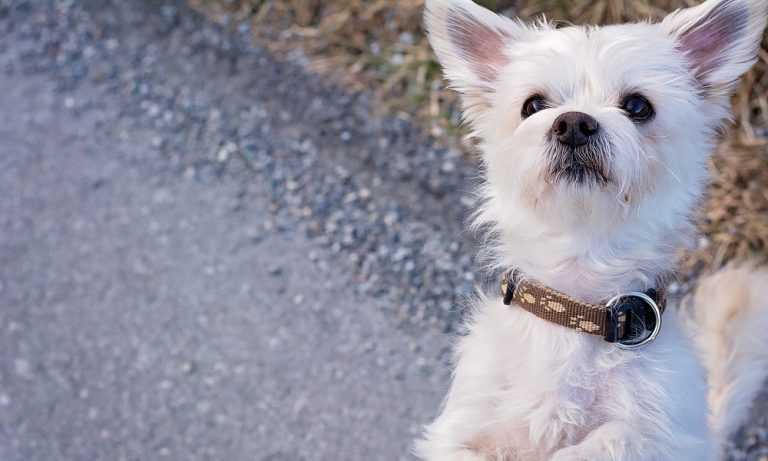 Maltese Dog Names – Playful & Most Adorable Ideas – Pet Guide Reviews