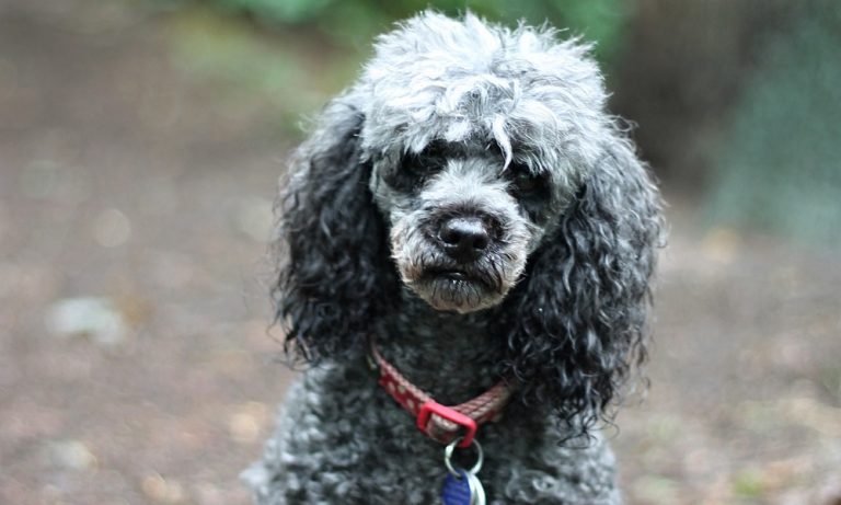 Poodle Names: Unique and Fun Ideas for Your dog – Pet Guide Reviews