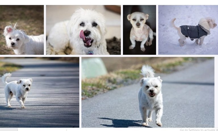 Maltese Dog Names – Playful & Most Adorable Ideas – Pet Guide Reviews