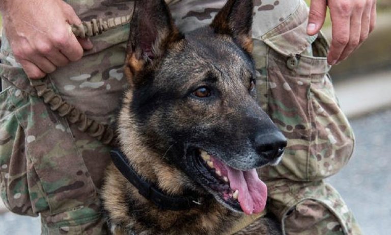 Military Dog Names for Fearless & Powerful Dogs – Pet Guide Reviews