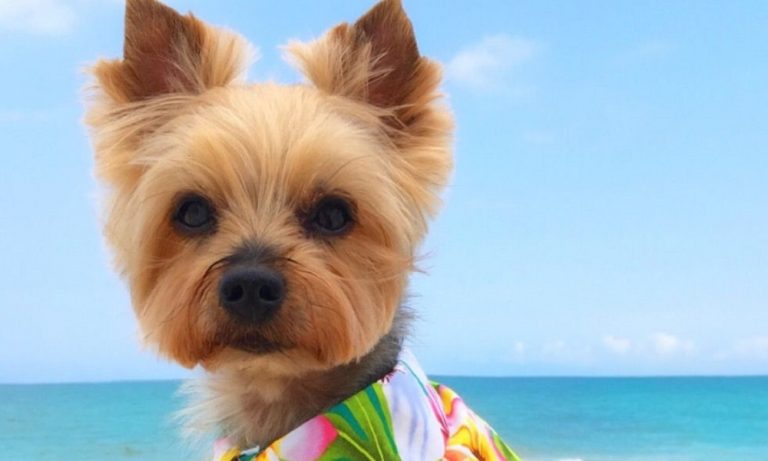 Hawaiian Dog Names – Complete List Unique Ideas – Pet Guide Reviews