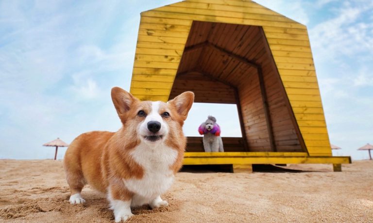 Corgi Names – Wonderful Ideas that You Love – Pet Guide Reviews