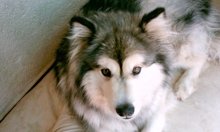Alaskan Dog Names [200+ Updated Amazing List] – Pet Guide Reviews