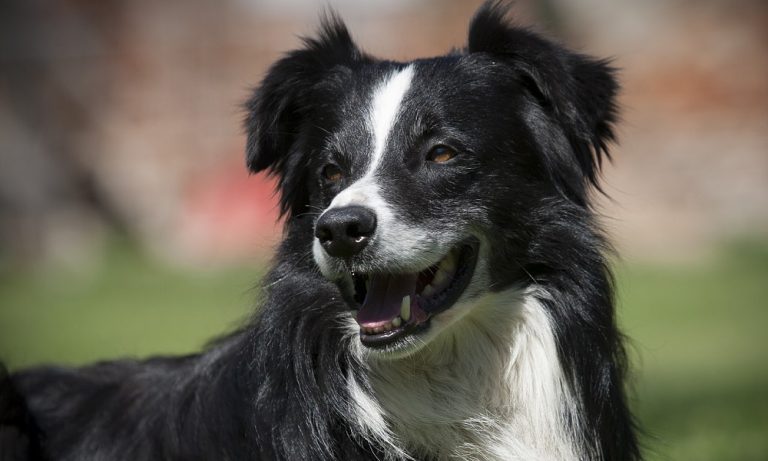Border Collie Names [400+ Ideas For Your Pup] – Pet Guide Reviews