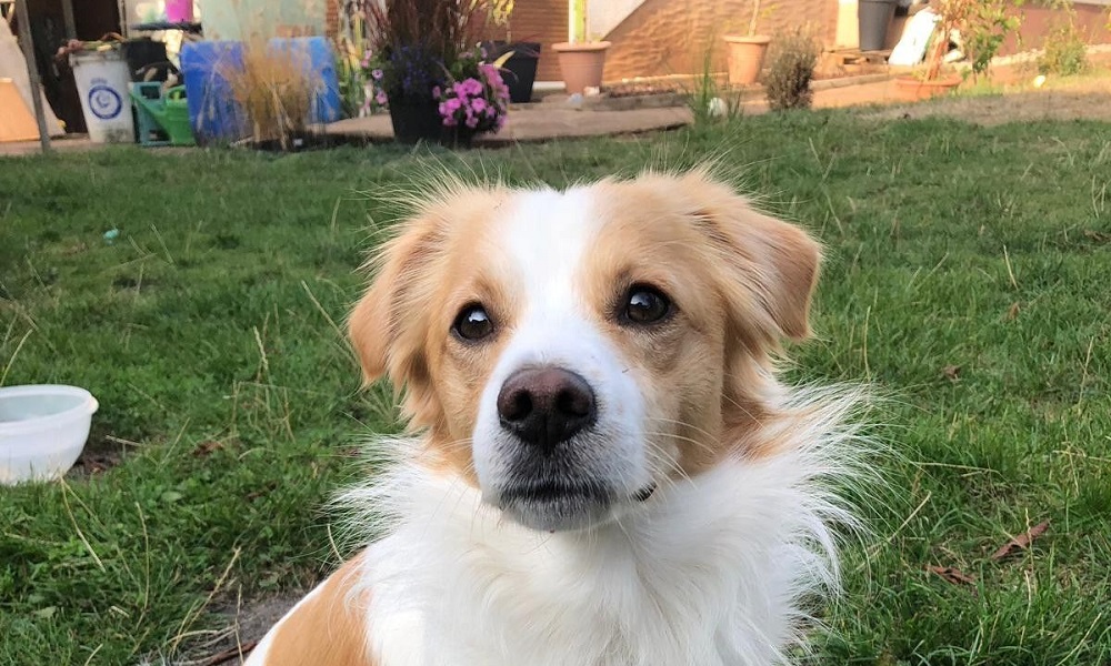 Greek Dog Names 250 Updated Amazing List Pet Guide Reviews