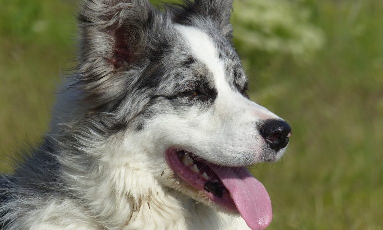 Border Collie Names [400+ Ideas For Your Pup] – Pet Guide Reviews