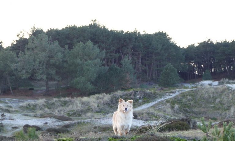 Russian Dog Names: 250+ Finding the Right One – Pet Guide Reviews