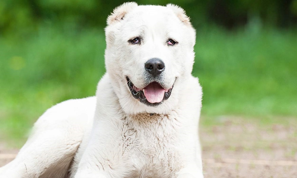 1000+ Russian Dog Names Covers Russian Culture & Origin