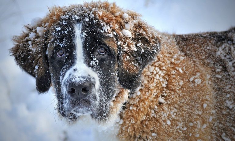 Winter Dog Names – Inspired by Your Favorite Season – Pet Guide Reviews