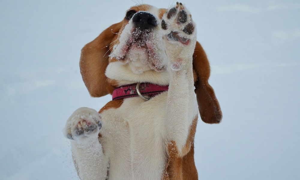 300 Winter Dog Names Inspired By Your Favorite Season 300 Winter Dog Names Inspired By Your Favorite Season