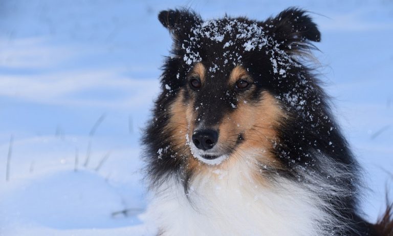 Winter Dog Names – Inspired by Your Favorite Season – Pet Guide Reviews