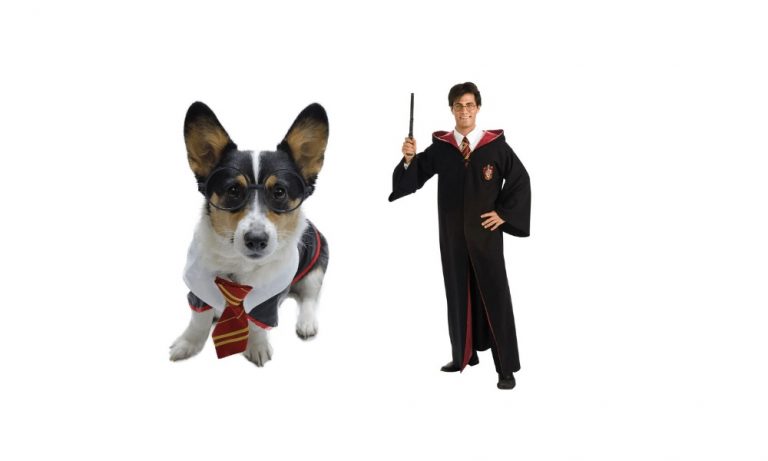 150+ Harry Potter Dog Names: Finding the Right One – Pet Guide Reviews