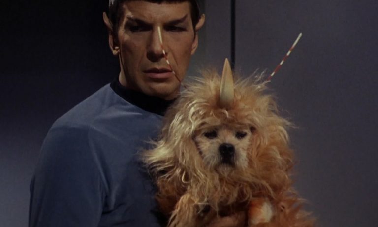 Star Trek Dog Names – What are Your Favorite? – Pet Guide Reviews