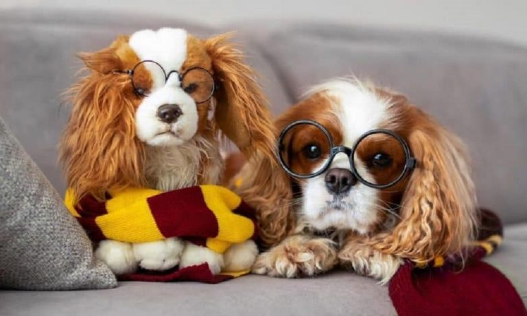 500+ Harry Potter Dog Names – Best Ideas from the Harry Potter Universe