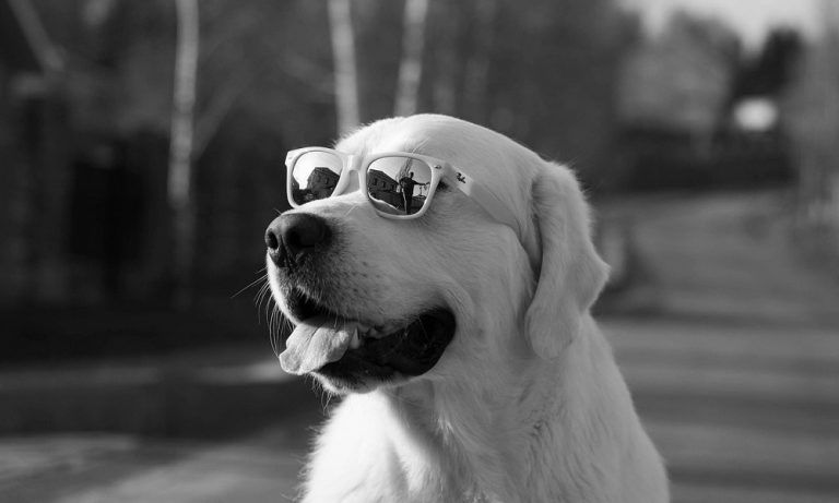 Rapper Dog Names Inspired by Rap Music – Pet Guide Reviews