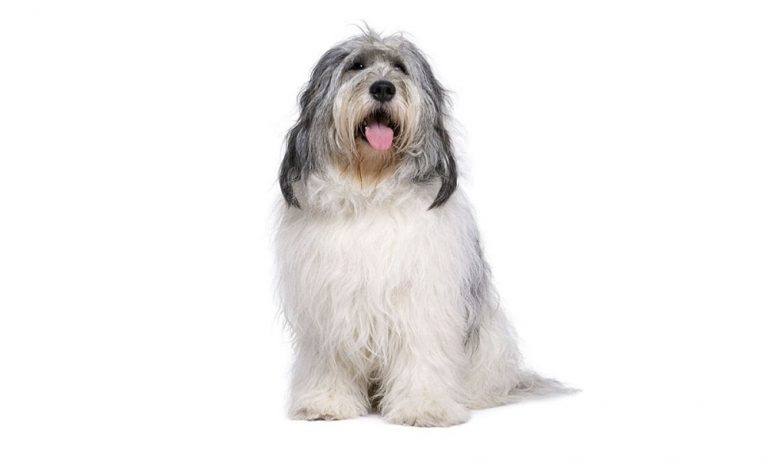 200+ Polish Dog Names: Powerful and Strong Ideas – Pet Guide Reviews