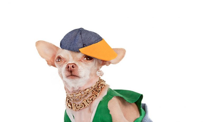 Rapper Dog Names Inspired by Rap Music – Pet Guide Reviews