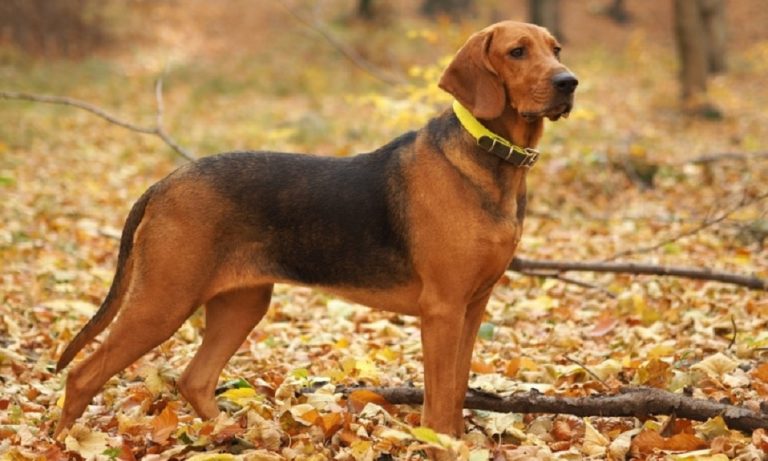 200+ Polish Dog Names: Powerful and Strong Ideas – Pet Guide Reviews