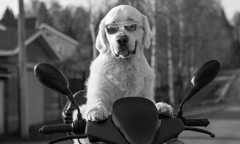 Rapper Dog Names Inspired by Rap Music – Pet Guide Reviews