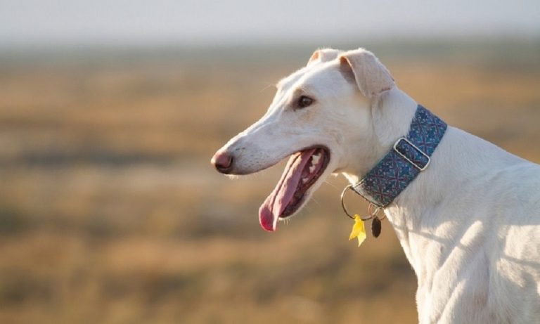 200+ Polish Dog Names: Powerful and Strong Ideas – Pet Guide Reviews