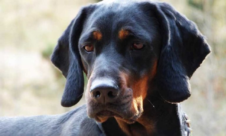 200+ Polish Dog Names: Powerful and Strong Ideas – Pet Guide Reviews