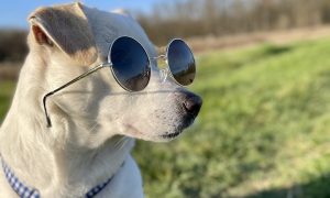 Rapper Dog Names Inspired by Rap Music – Pet Guide Reviews
