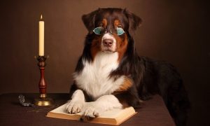 Biblical Dog Names: Which One Is Your Favorite? – Pet Guide Reviews