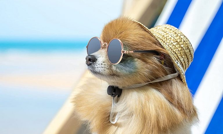 250+ Hippie Dog Names: Finding the Right One – Pet Guide Reviews