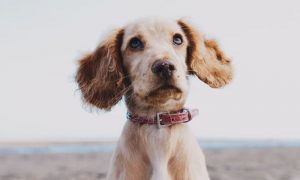 Biblical Dog Names: Which One Is Your Favorite? – Pet Guide Reviews