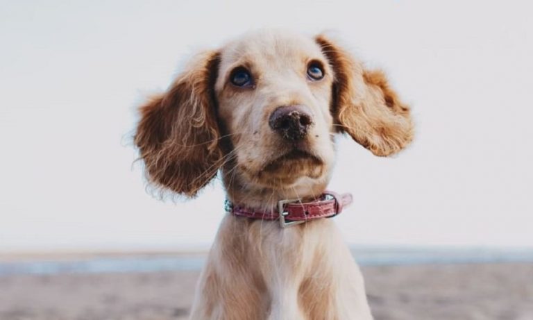 Biblical Dog Names: Which One Is Your Favorite? – Pet Guide Reviews